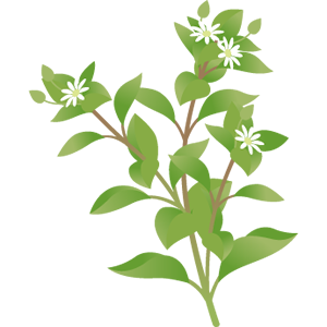 人日の節句は1月7日 – 七草がゆで無病息災を祝う日